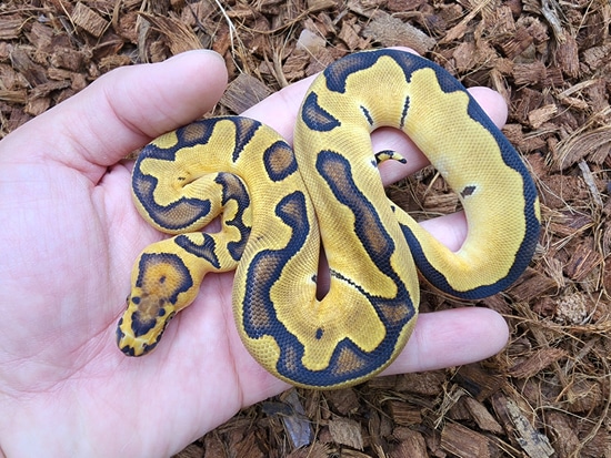 Enchi Lace Clown Ball Python by Bobs Balls
