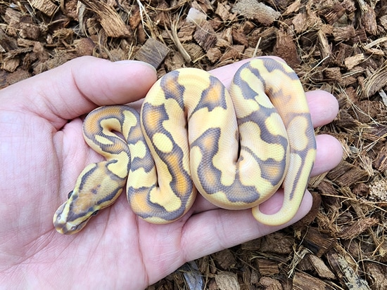 Od Enchi Calico Fire Hypo Ball Python by Bobs Balls