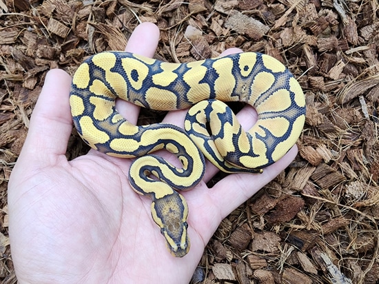 Redstripe Dg Het Clown Ball Python by Bobs Balls
