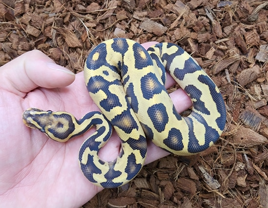 Leopard Yb Dg Het Cryptic Ball Python by Bobs Balls