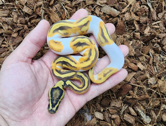 Enchi Dg Pied Ball Python by Bobs Balls