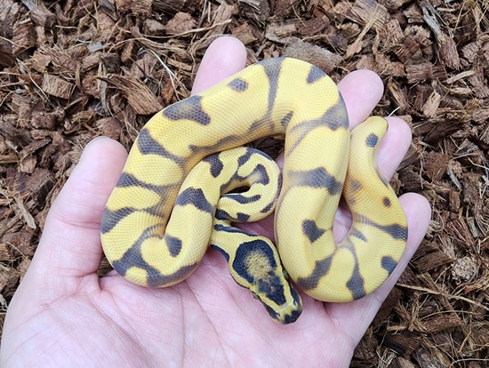 Od Enchi Dg Pied Ball Python by Bobs Balls