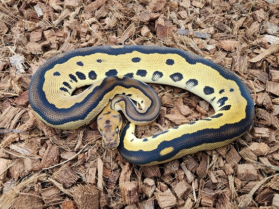 Leopard Blackhead Clown Ball Python by Bobs Balls