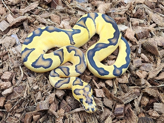 Enchi Lace Clown Ball Python by Bobs Balls