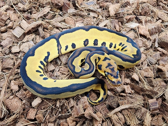 Leopard Yb Clown Ball Python by Bobs Balls