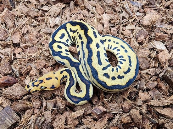 Yb Leopard Spotnose Clown Ball Python by Bobs Balls