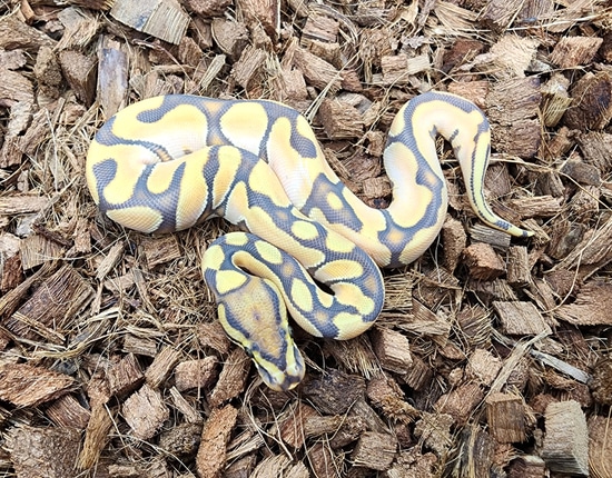 Od Enchi Calico Hypo Ball Python by Bobs Balls