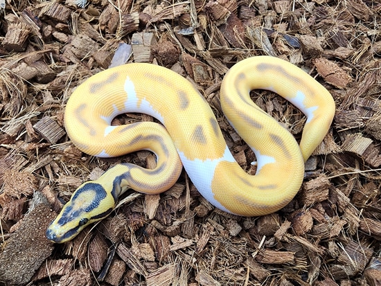Super Od Enchi Dg Pied Ball Python by Bobs Balls