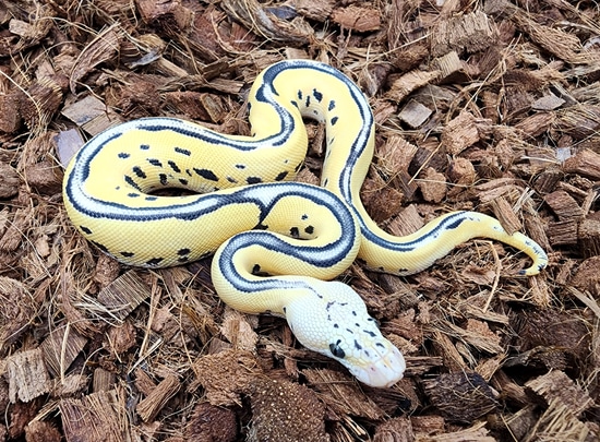 Pastel Leopard Dg Clown Het Vpi Axanthic Ball Python by Bobs Balls