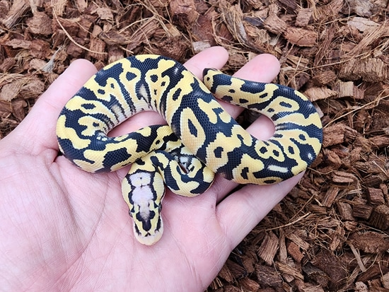 Pastel Dg Crypton Ball Python by Bobs Balls