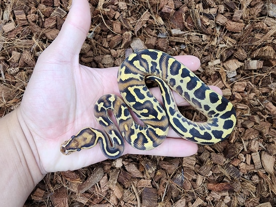 Leopard Freeway Ball Python by Bobs Balls