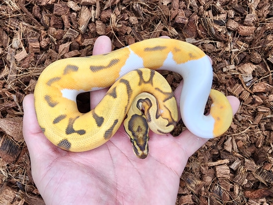 Od Enchi Hypo Pied Ball Python by Bobs Balls
