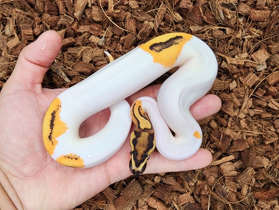 Od Fire Yb Pied Ball Python by Bobs Balls