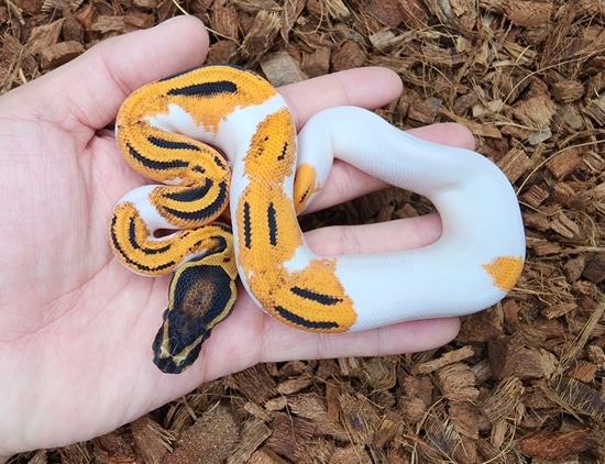 Od Yb Redstripe Pied Ball Python by Bobs Balls