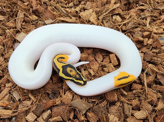Od Yb Dg Pied Ball Python by Bobs Balls