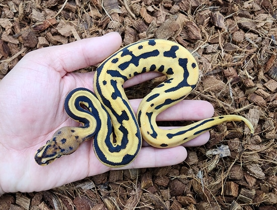 Od Redhead Leopard Spotnose Het Clown Ball Python by Bobs Balls