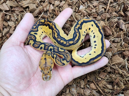 Od Redhead Clown Ball Python by Bobs Balls