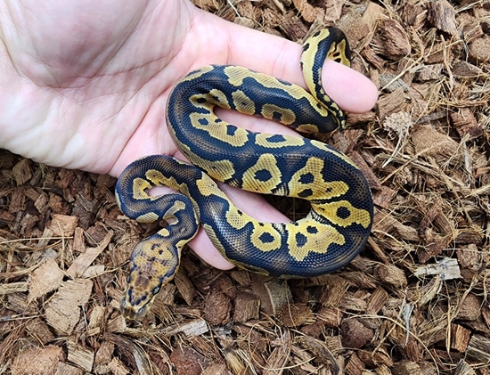 Clown Dh Dg Vpi Axanthic Ball Python by Bobs Balls