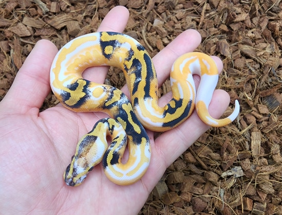 Paradox Albino Pied Dg Combo Ball Python by Bobs Balls
