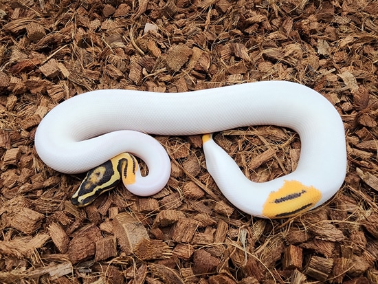 Od Yb Dg Pied Ball Python by Bobs Balls