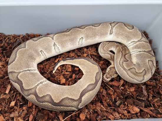 Enchi Clown Ball Python by Bobs Balls