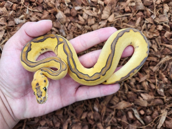 Lesser Leopard Super Redstripe Clown Ball Python by Bobs Balls