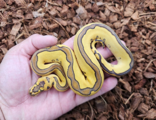 Lesser Leopard Rs Yb Clown Ball Python by Bobs Balls