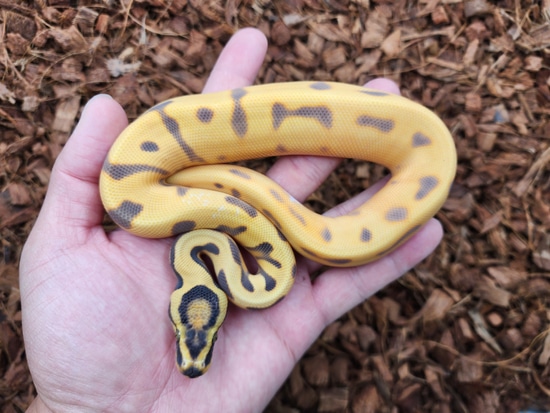 Super Od Super Enchi Dg Pied Ball Python by Bobs Balls