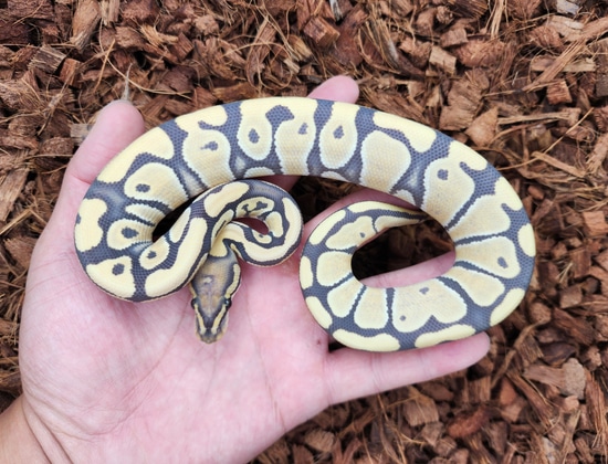 Dg Hypo Ball Python by Bobs Balls