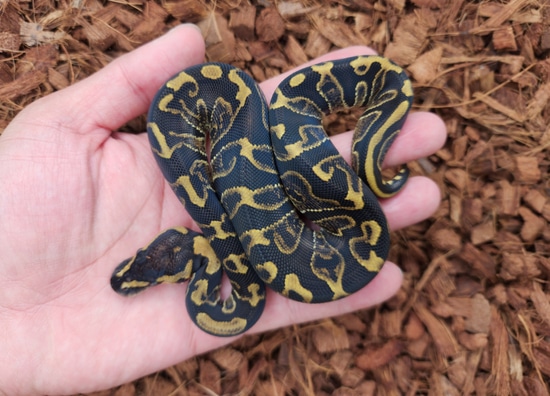 Ghi Leopard Dh Sunset Pied Ball Python by Bobs Balls