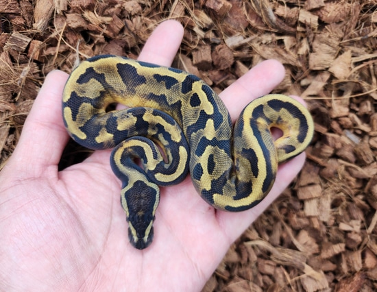 Ghi Leopard Enchi Pied Het Sunset Ball Python by Bobs Balls