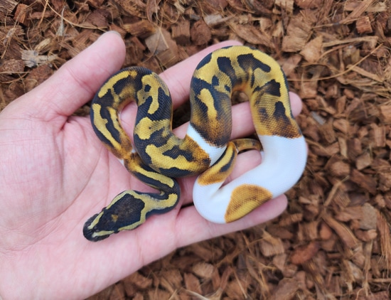 Leopard Enchi Pied Het Sunset Ball Python by Bobs Balls