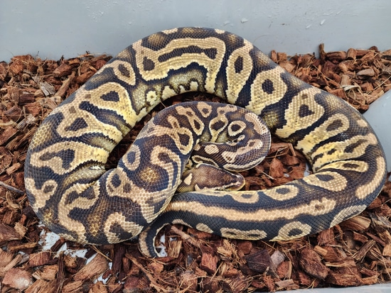 Pastel Hurricane Yb 66% Ph Clown Ball Python by Bobs Balls