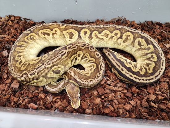 Black Pewter Cypress Ball Python by Bobs Balls