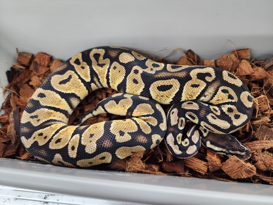 Triple Het Paint Vpi Axanthic Dg Ball Python by Bobs Balls
