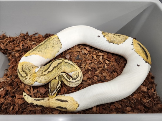 Pastel Hypo Pied Ball Python by Bobs Balls