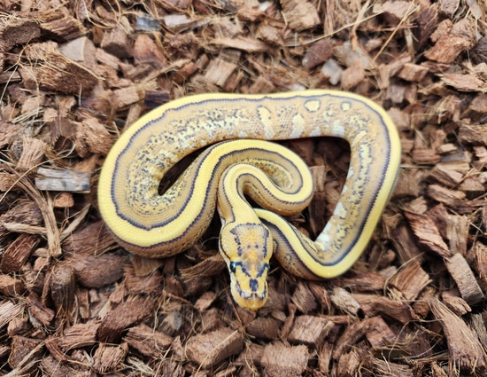 Cypress Redstripe Yb Dh Dg Clown Ball Python by Bobs Balls