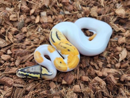Pastel Super Od Hypo Pied Ball Python by Bobs Balls