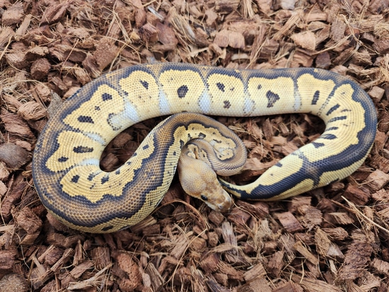 Od Redhead Clown Ball Python by Bobs Balls