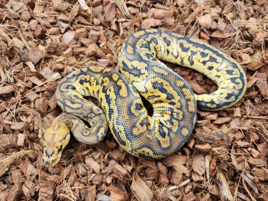 Super Shrapnel Clown Ball Python by Bobs Balls