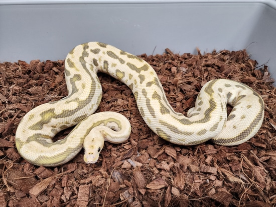 Cypress Fire Batman Ball Python by Bobs Balls