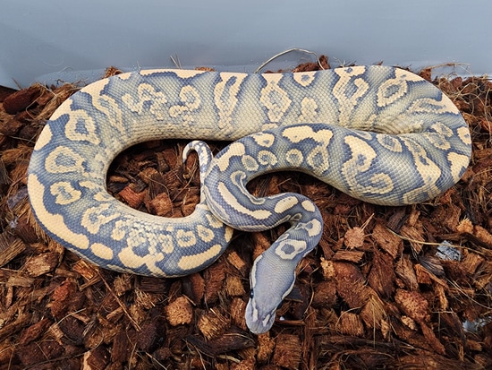 Black Pastel Yb Hypo Dh Dg Clown Ball Python by Bobs Balls