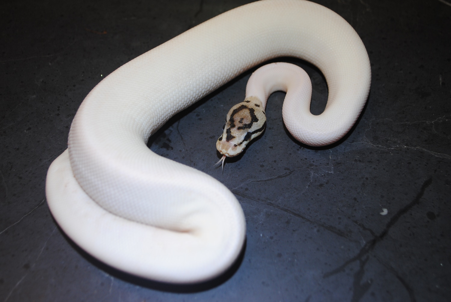 Pastel, Spider, VPI Axanthic, Pied Ball Python by Brian Bode Reptiles ...