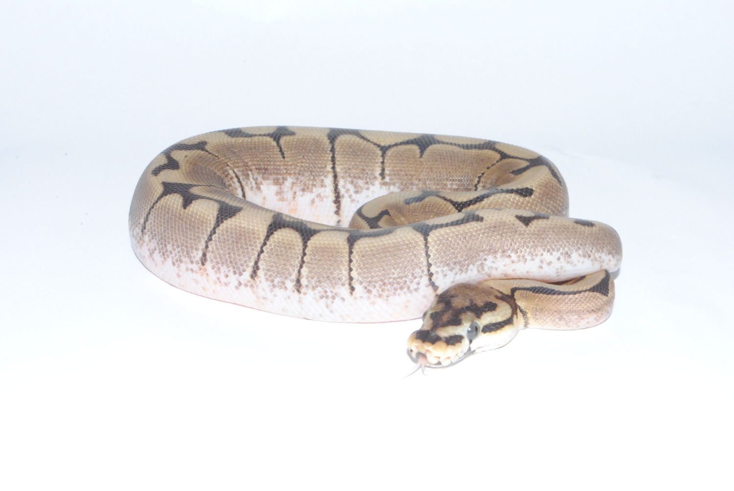 Spider, 100% Het VPI Axanthic, 66% Het Pied Ball Python by Brian Bode ...