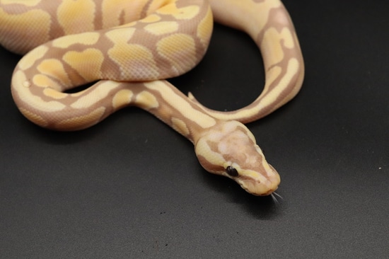 Coral Glow Enchi Pastel Ball Python by Brian Bode Reptiles