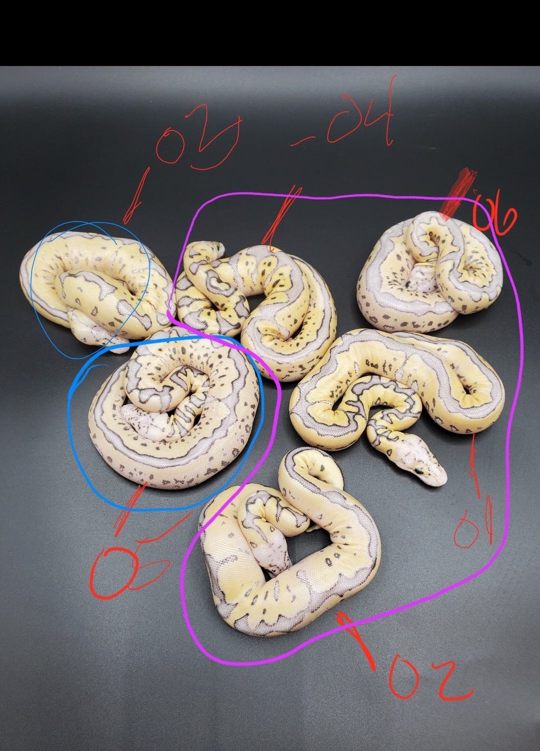 Killer Clown 100% DH VPI Pied Ball Python by Brian Bode Reptiles ...