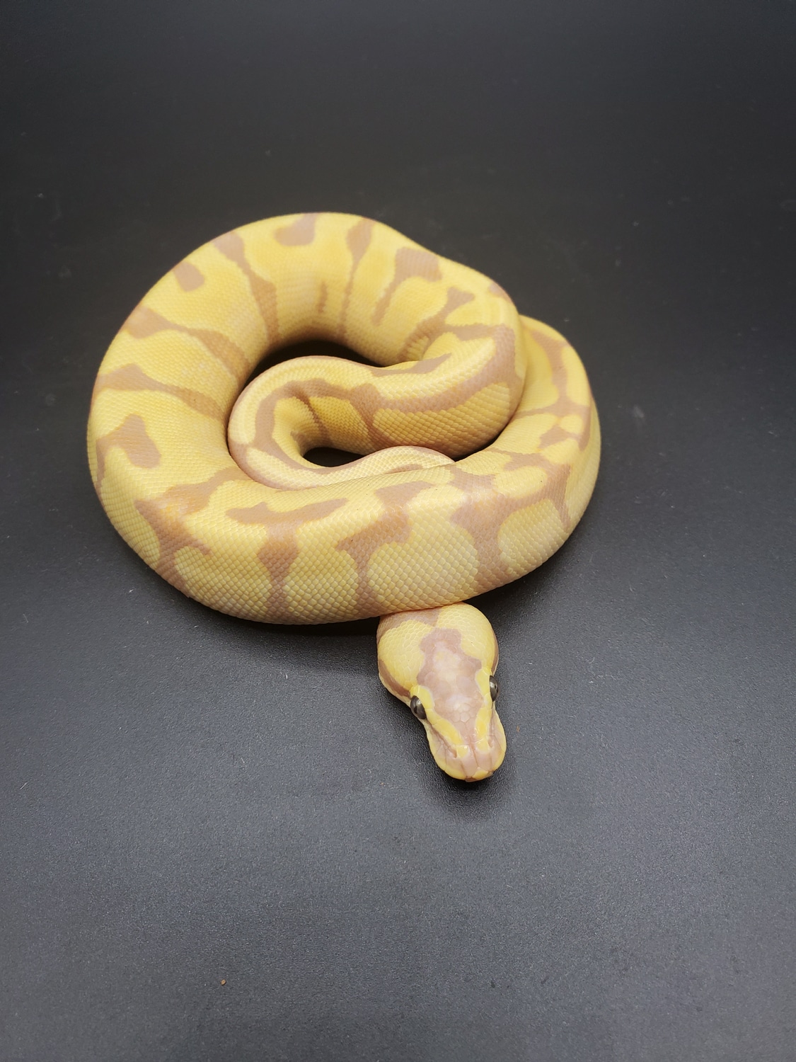 Super Enchi Coral Glow Yellow Belly Ball Python by Brian Bode Reptiles ...