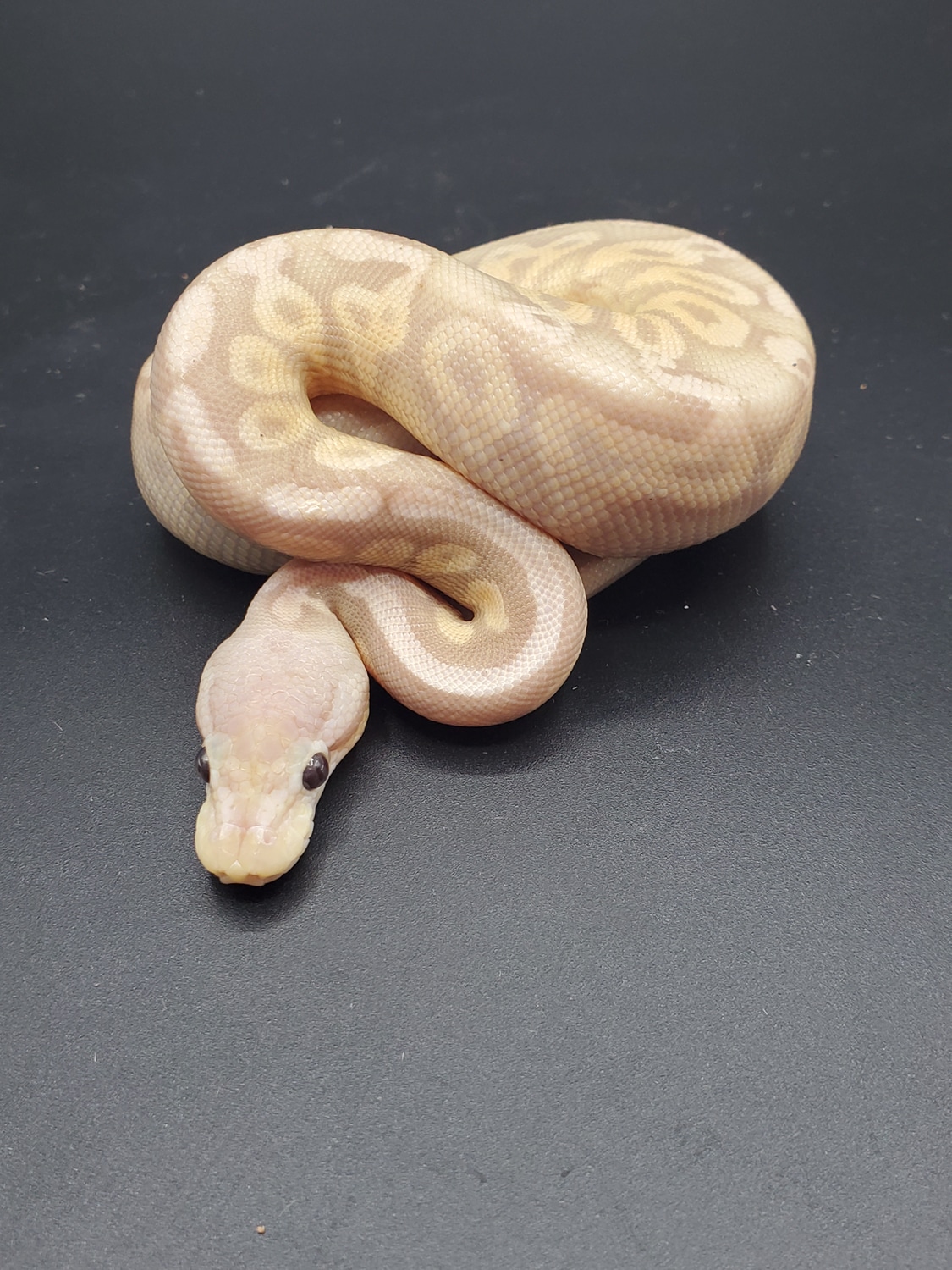Coral Glow Yellow Belly Pewter Ball Python by Brian Bode Reptiles ...