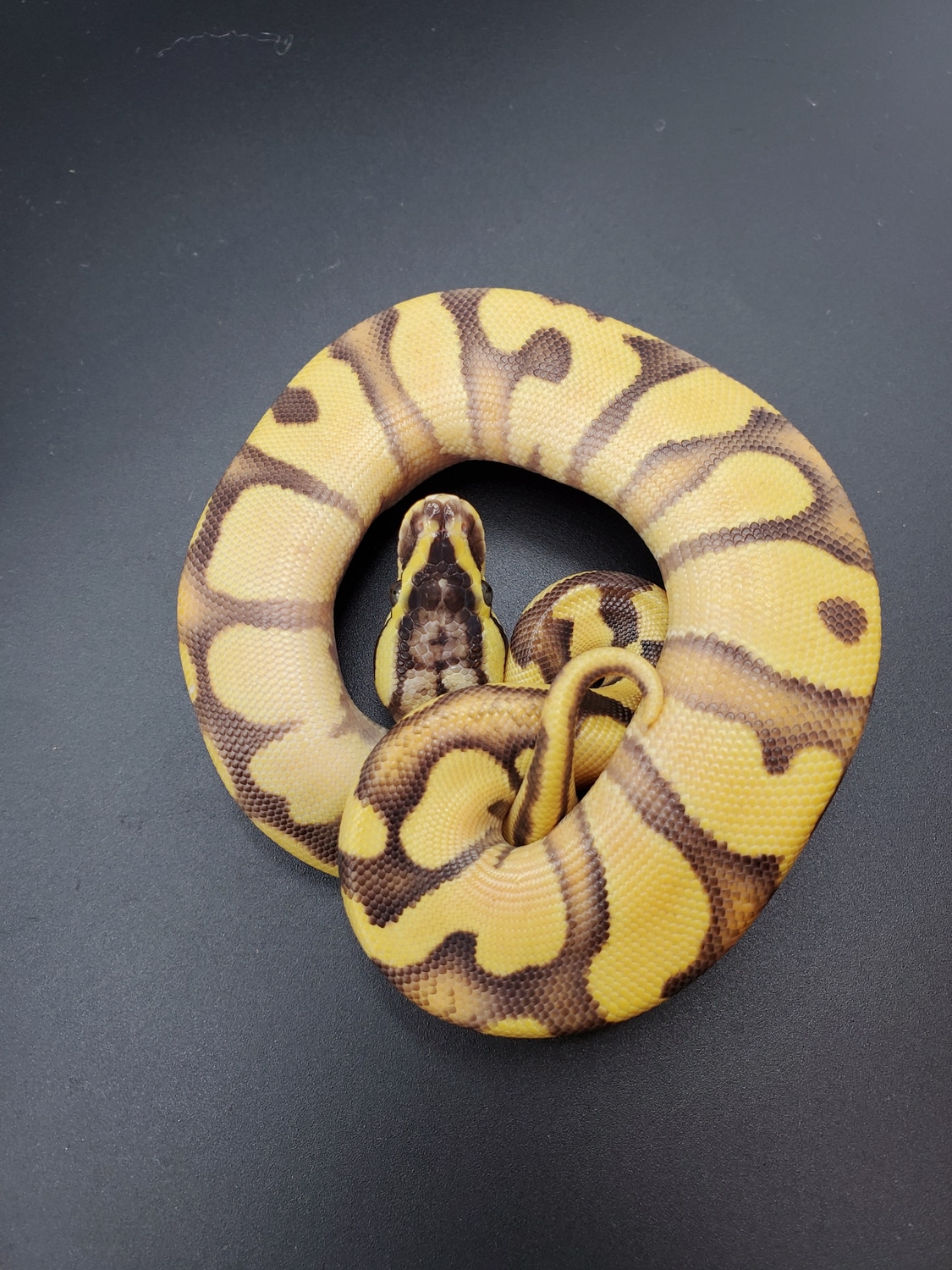 Super Orange Dream Enchi Firefly Ball Python by Brian Bode Reptiles ...
