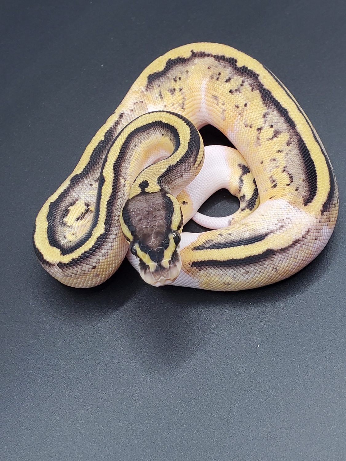 Femle Pastel Pied DH VPI DG 50% Het Clown Ball Python by Brian Bode ...